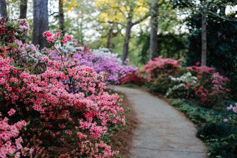 50 Fun Things To Do In Rock Hill, SC That You Don’t Want To Miss - Rock Hill Insider